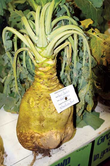 The ‘Gilfeather’ Turnip: A Vermont Heirloom Variety – Mother Earth Gardener